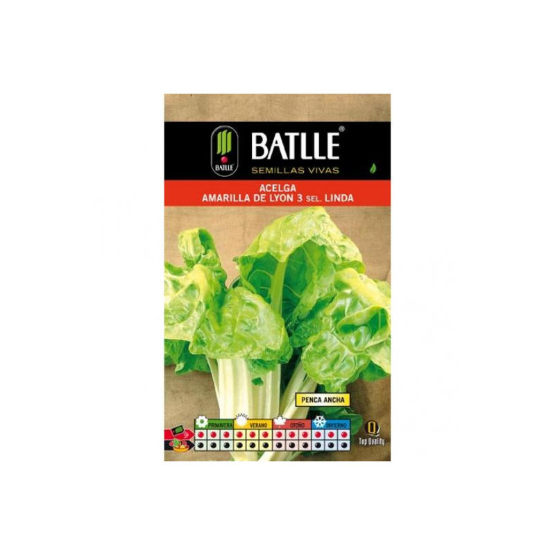 Semillas de Acelgas Amarillas | Plantar Acelgas | Huertos Urbanos