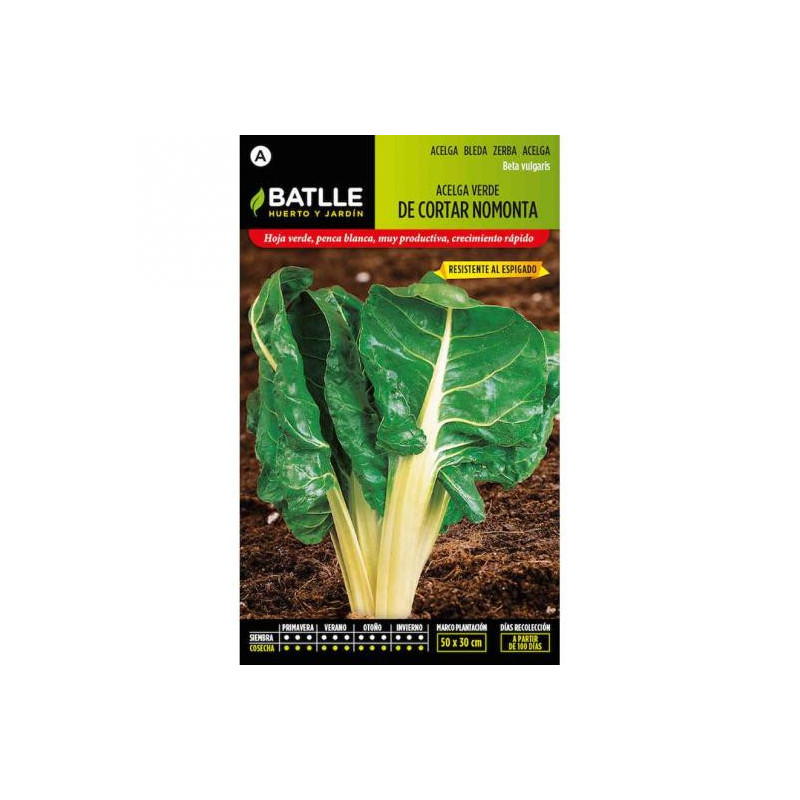 Semillas de Acelgas Verdes De Cortar | Plantar Acelgas Verdes| Huerto